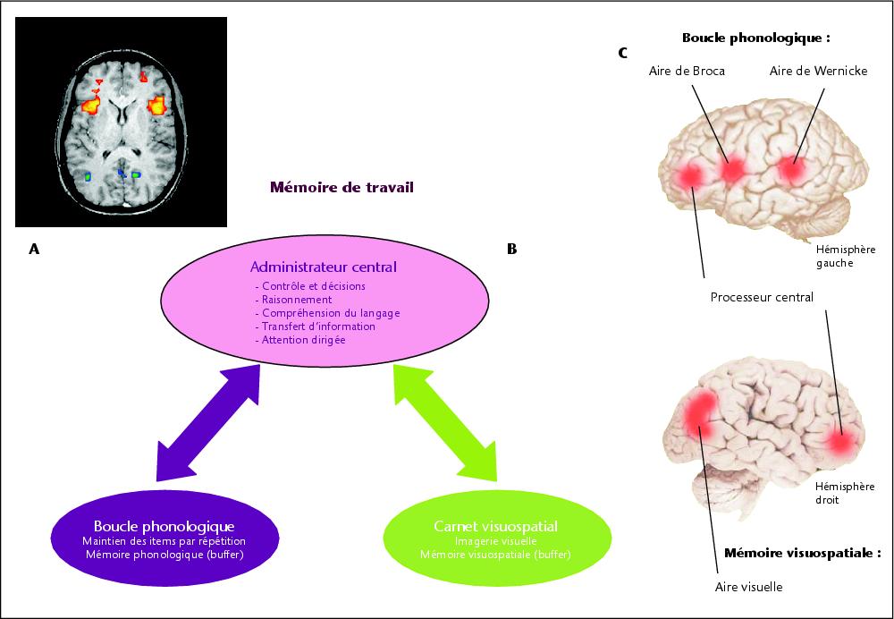John Libbey Eurotext - Epilepsies - Neural bases of memory John Libbey Eurotext - Epilepsies - Neural bases of memory