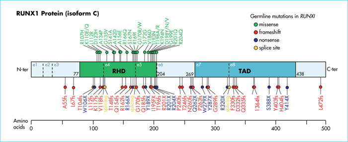 Jle Hématologie Mutations Délétions Germinales De Runx1 Et